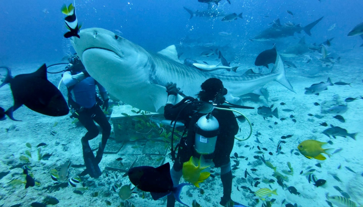 52. Ni Sa Moce, Fiji—Kia Ora, New Zealand! September-October 2025 – The ...